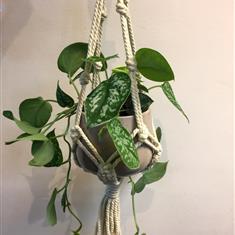 Daisy Chain Florist Leeds - Order Online or 0113 266 3039