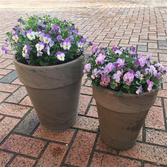 Viola Planters