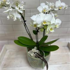 Short orchid in ceramic