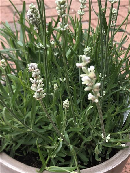 White lavender plant