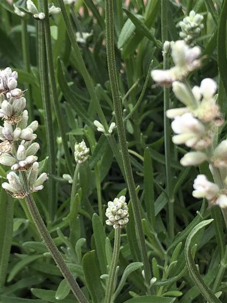 White lavender plant