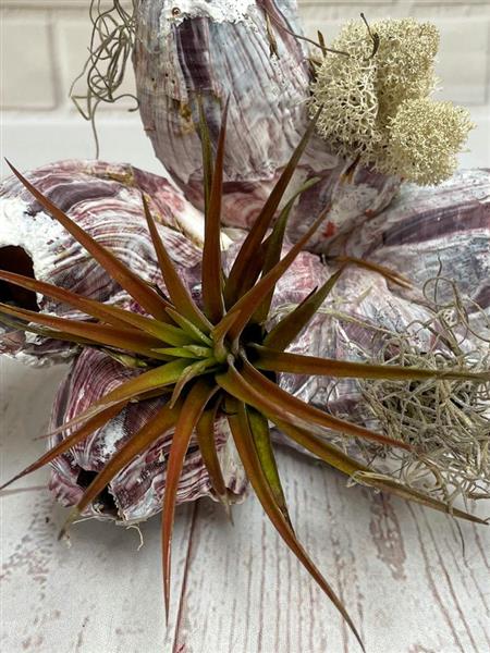 Barnacle with air plant